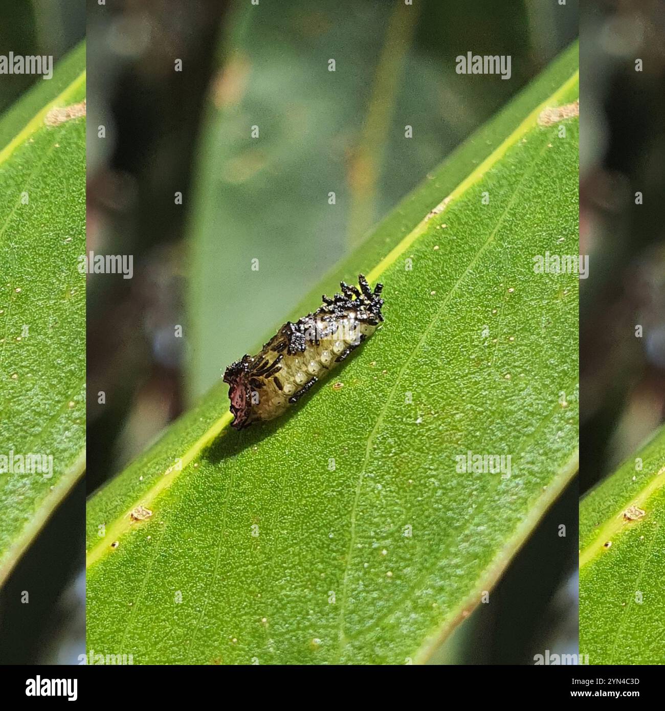 Leaf Beetles and Allies (Chrysomeloidea Stock Photo - Alamy
