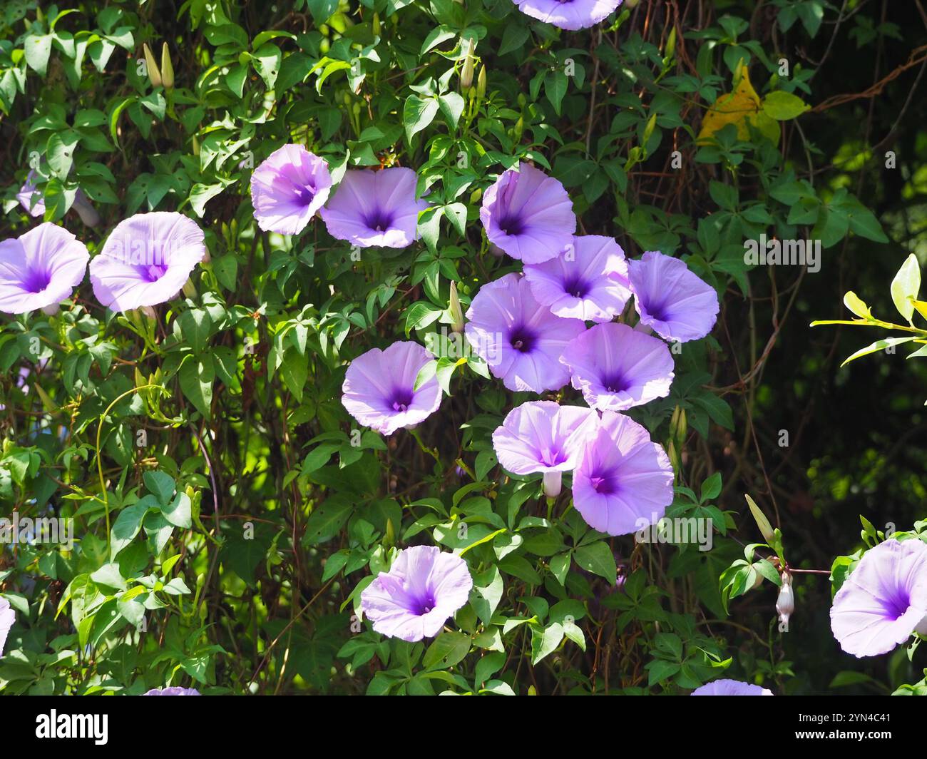 Mile-a-minute vine (Ipomoea cairica Stock Photo - Alamy