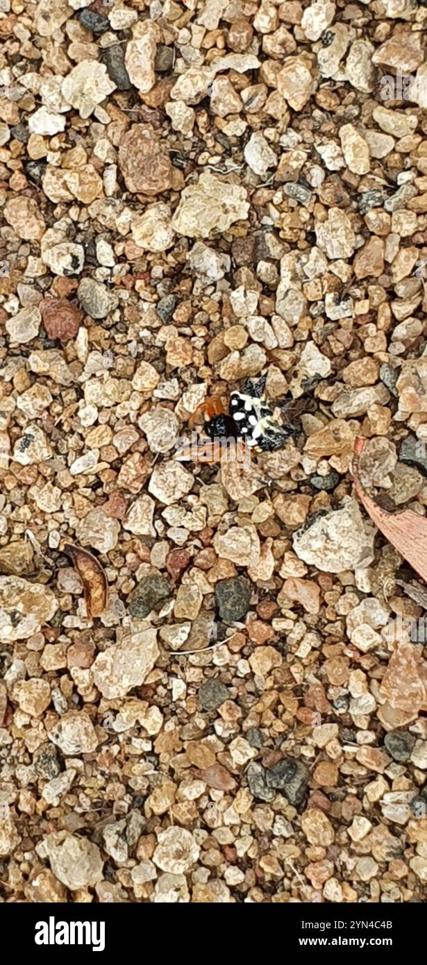 Christmas Jewel Spider (Austracantha minax Stock Photo - Alamy
