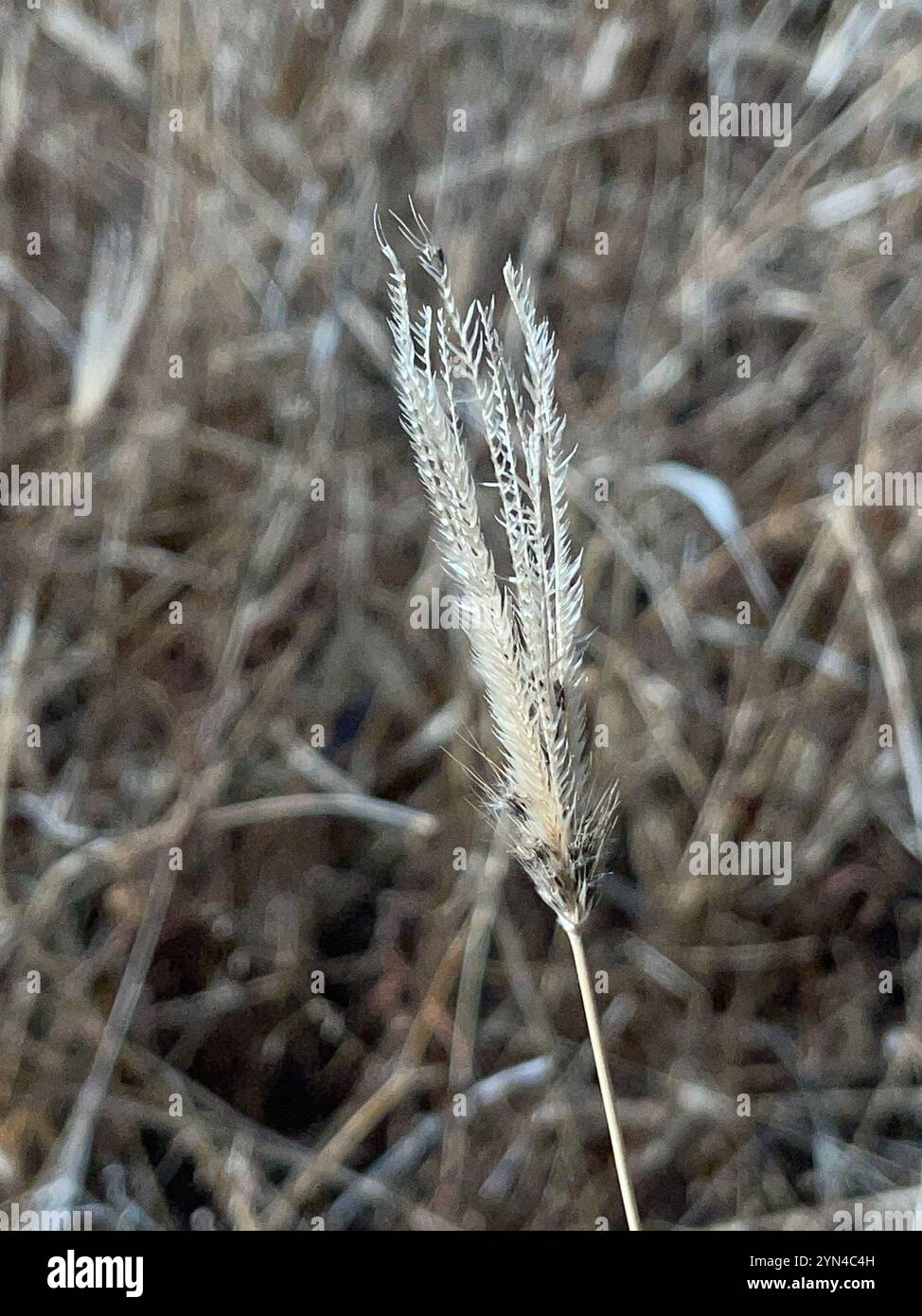 feather finger grass (Chloris virgata Stock Photo - Alamy