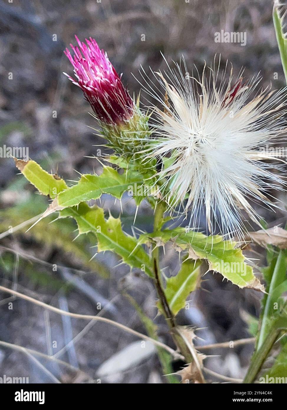 Arizona thistle (Cirsium arizonicum Stock Photo - Alamy