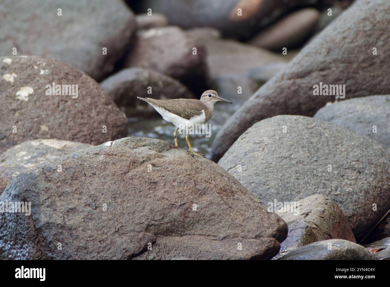 Spotted Sandpiper (Actitis macularius Stock Photo - Alamy