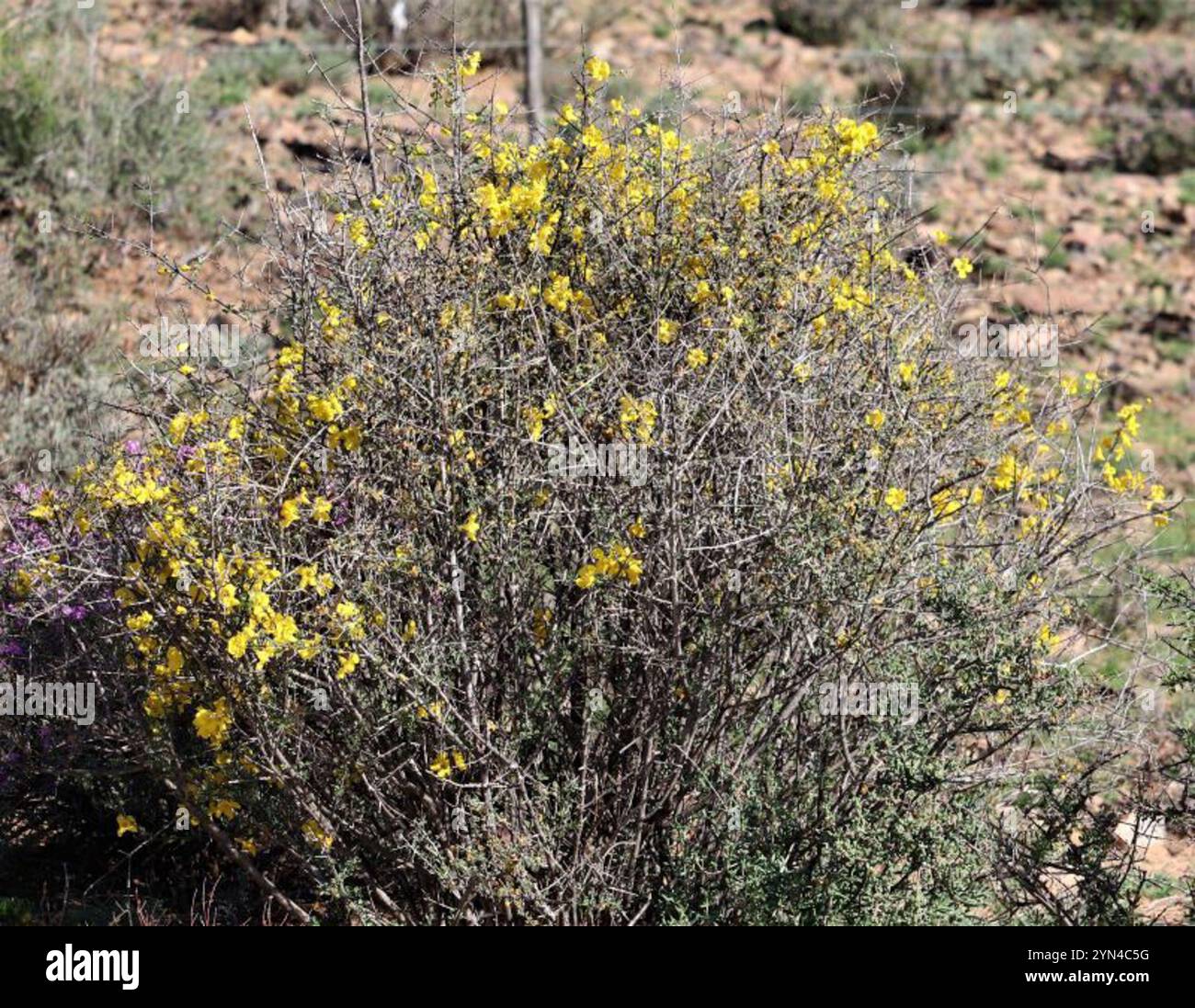 Karoo gold hi-res stock photography and images - Alamy