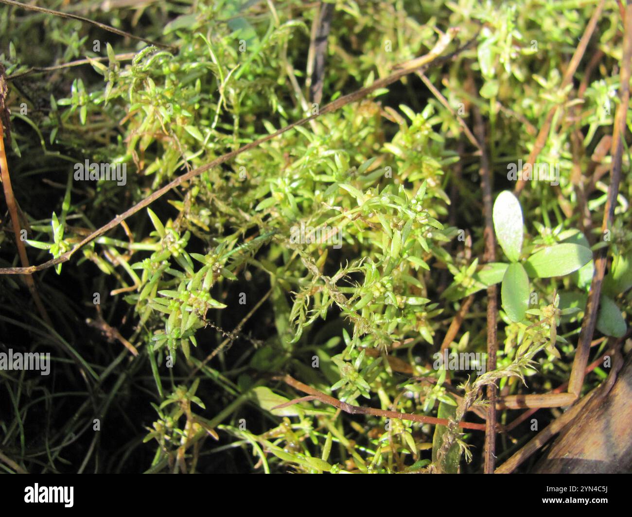 Pygmyweed hi-res stock photography and images - Alamy