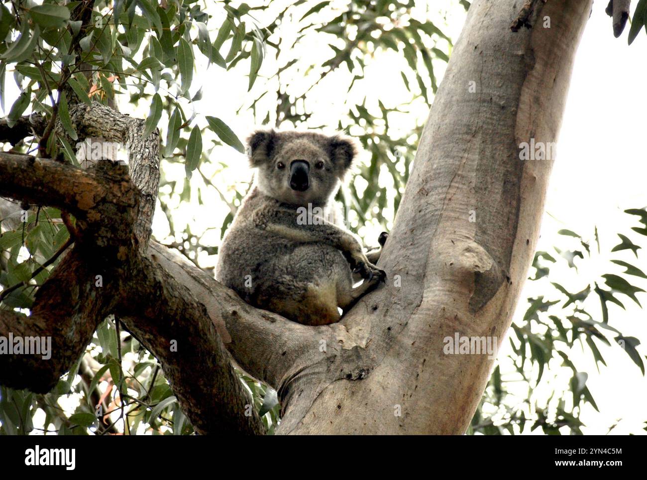 Koala (Phascolarctos cinereus Stock Photo - Alamy