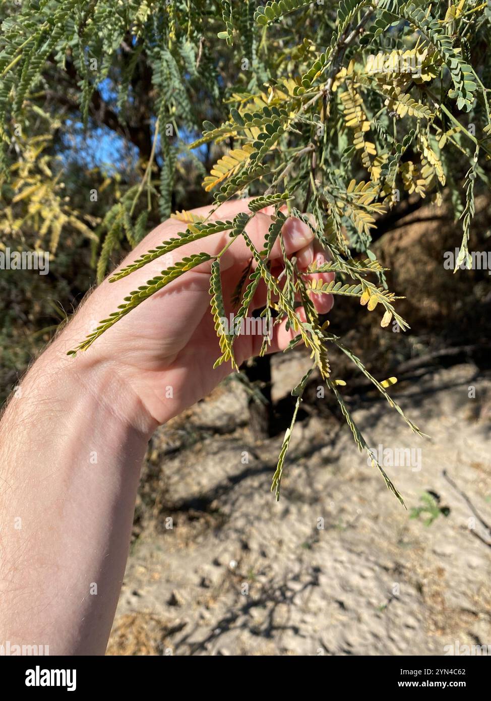 Velvet mesquite hi-res stock photography and images - Alamy