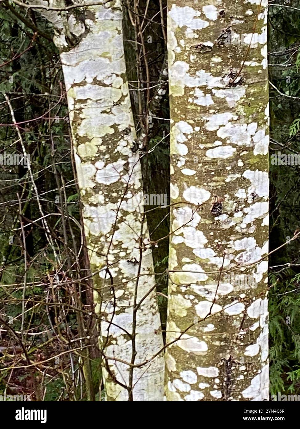 Red Alder (Alnus rubra Stock Photo - Alamy