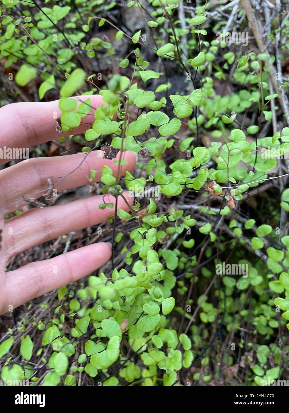 California Maidenhair Fern (Adiantum jordanii Stock Photo - Alamy
