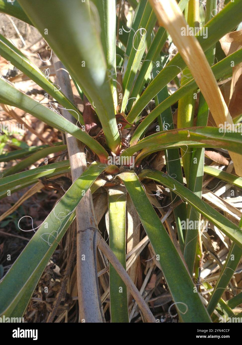 common yucca (Yucca filamentosa Stock Photo - Alamy