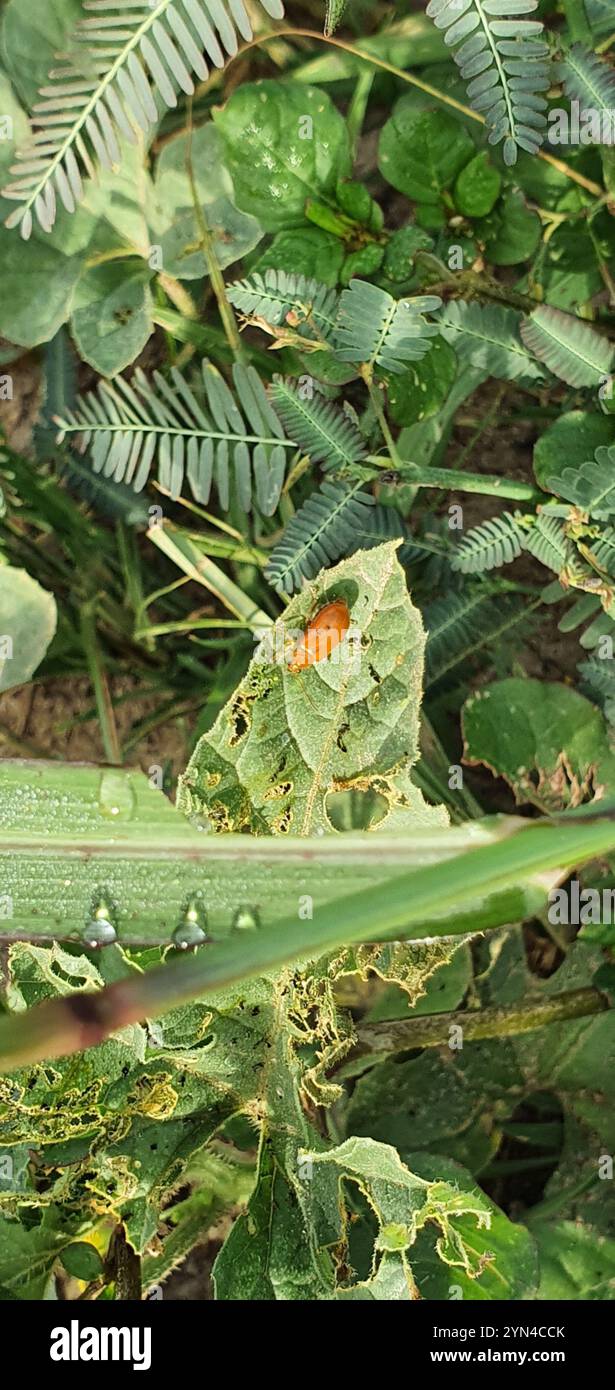 Aulacophora hi-res stock photography and images - Alamy