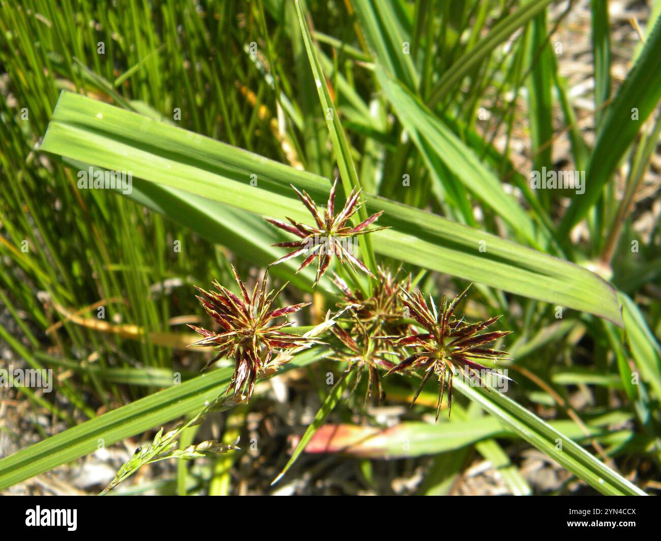 Purple Umbrella Sedge (Cyperus congestus Stock Photo - Alamy