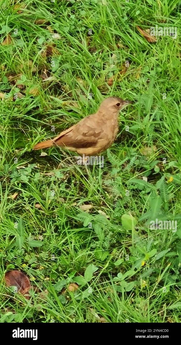 Rufous Hornero (Furnarius rufus Stock Photo - Alamy