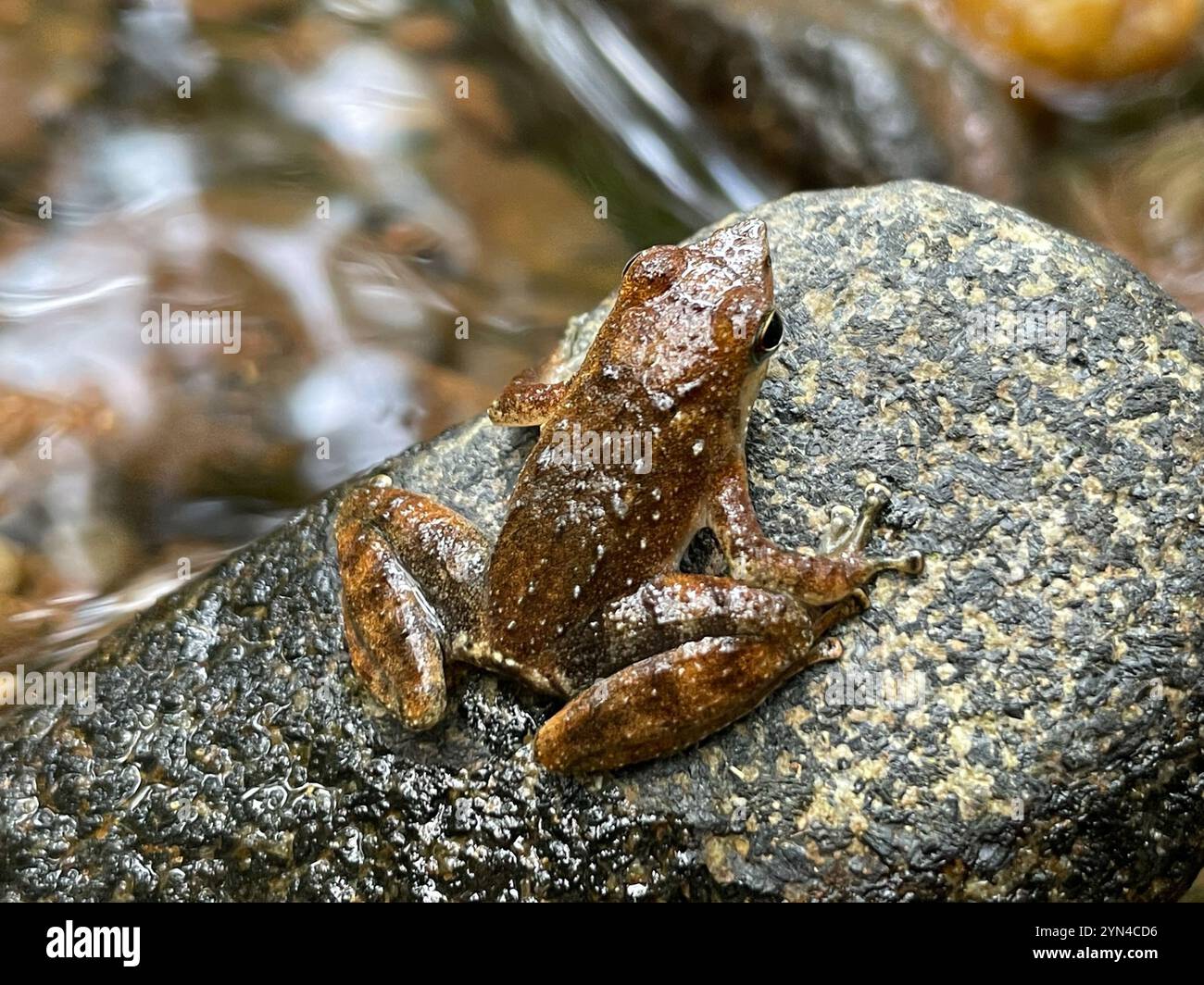 Kottigehara Dancing Frog (Micrixalus kottigeharensis Stock Photo - Alamy
