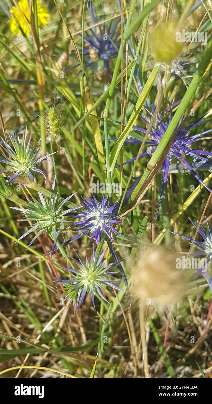 blue devil (Eryngium ovinum Stock Photo - Alamy