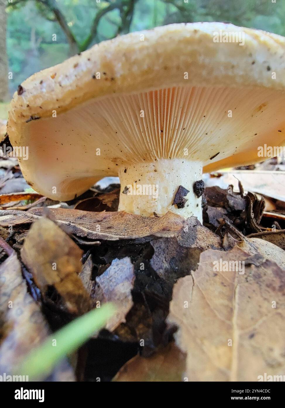 golden milkcap (Lactarius alnicola Stock Photo - Alamy