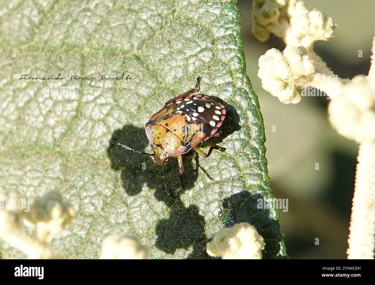 Southern Green Stink Bug (Nezara viridula Stock Photo - Alamy