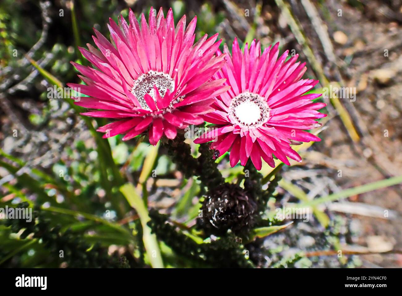 Cape everlasting (Phaenocoma prolifera Stock Photo - Alamy