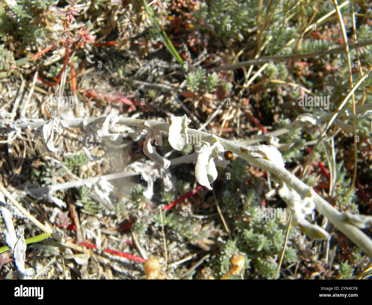 Honey Everlasting (Helichrysum patulum Stock Photo - Alamy