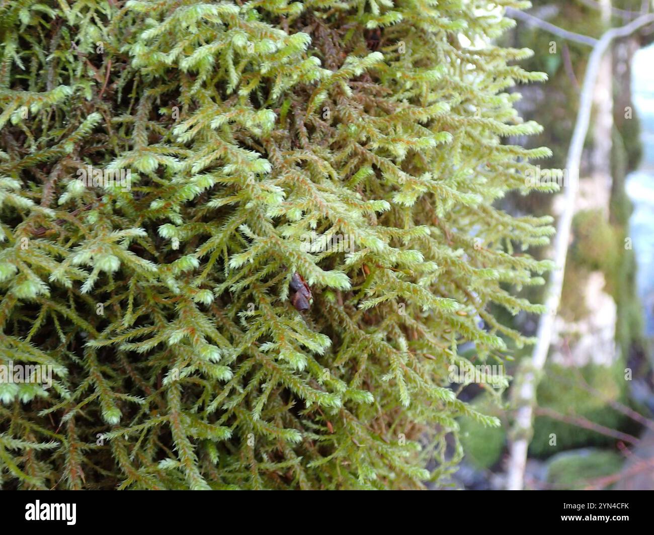 Pendulous Wing-moss (Antitrichia curtipendula Stock Photo - Alamy