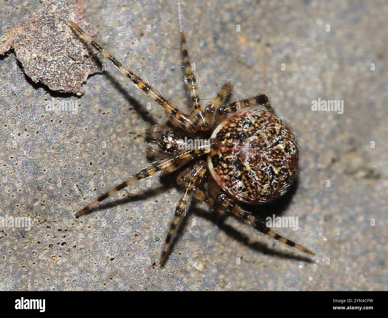 Typical Cobweb Spiders (Theridion Stock Photo - Alamy
