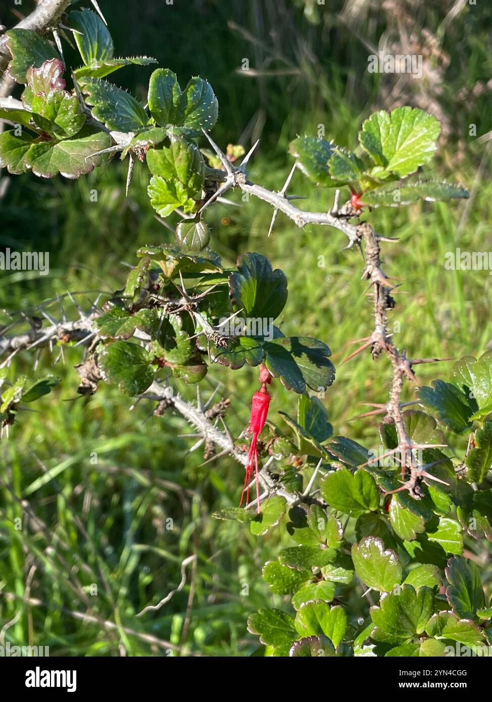 Fuchsiaflower hi-res stock photography and images - Alamy