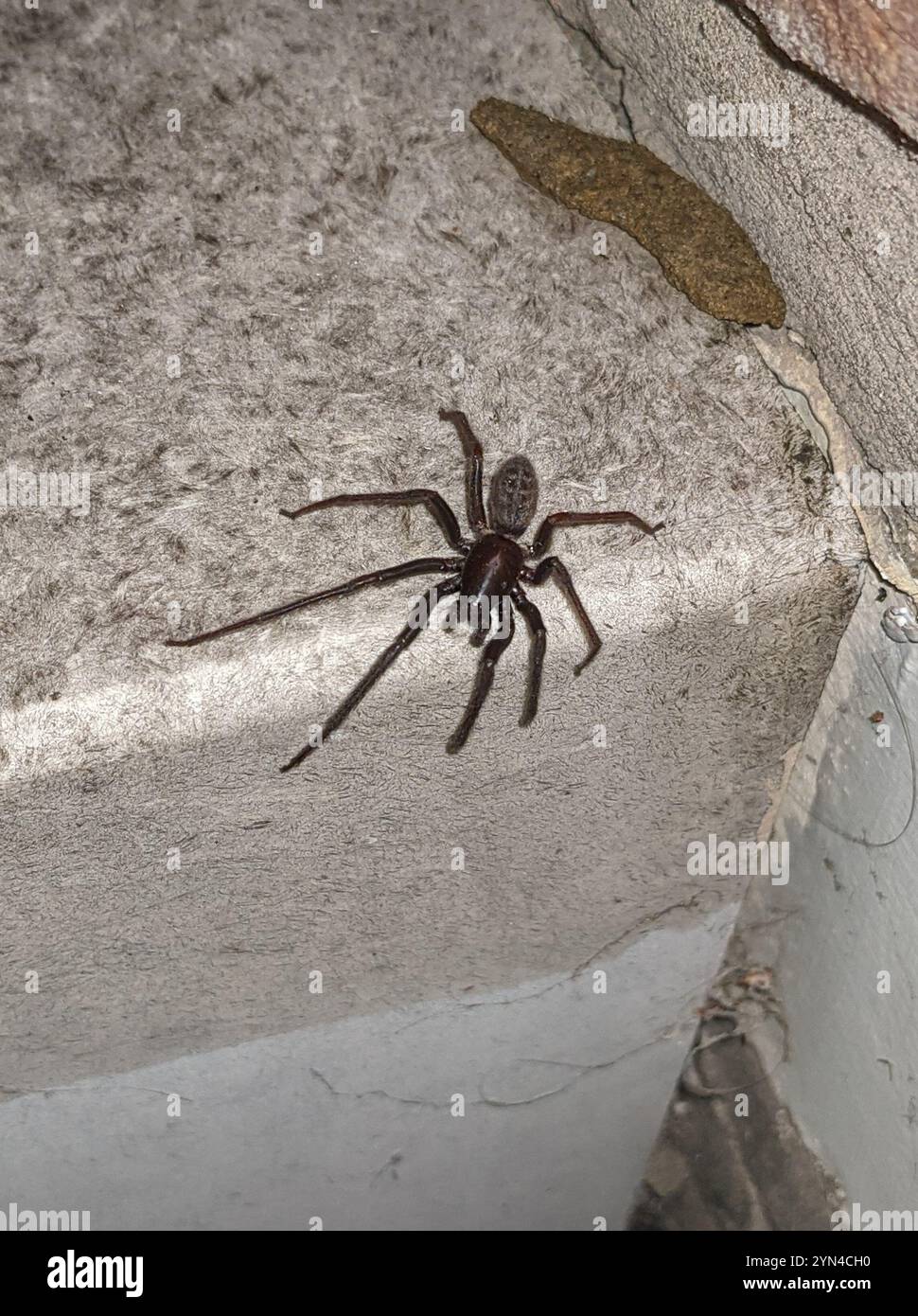 Tube-dwelling Spider (Segestria florentina Stock Photo - Alamy
