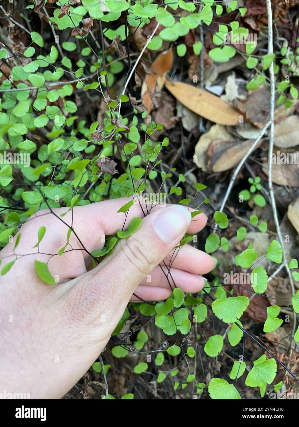 California Maidenhair Fern (Adiantum jordanii Stock Photo - Alamy