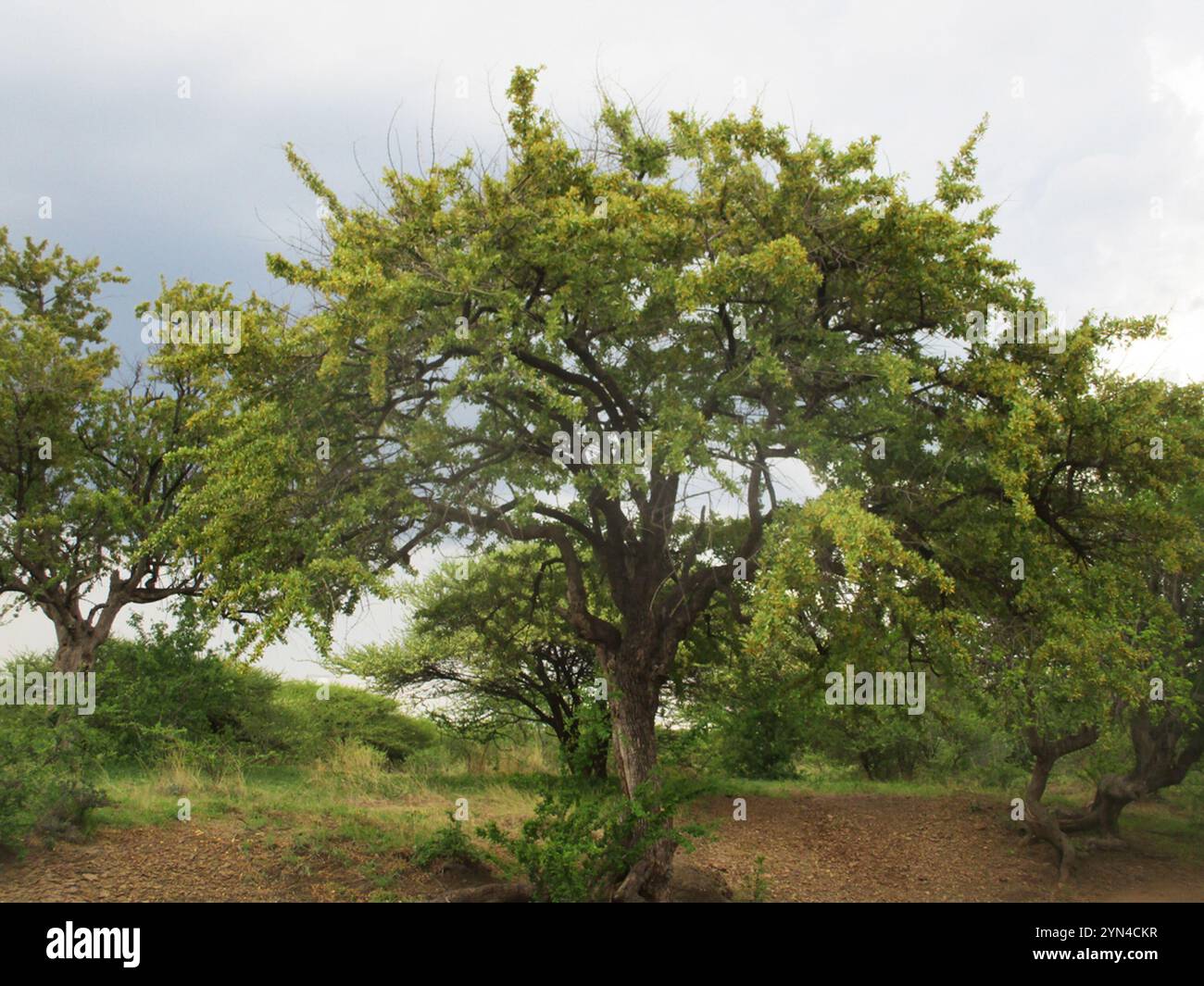 Leadwood (Combretum imberbe Stock Photo - Alamy