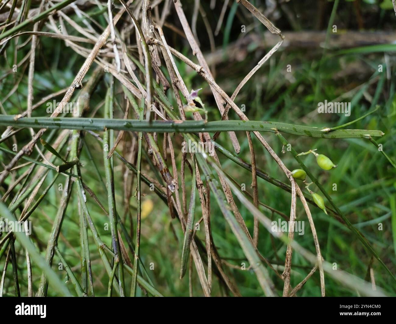 New Zealand common broom (Carmichaelia australis Stock Photo - Alamy