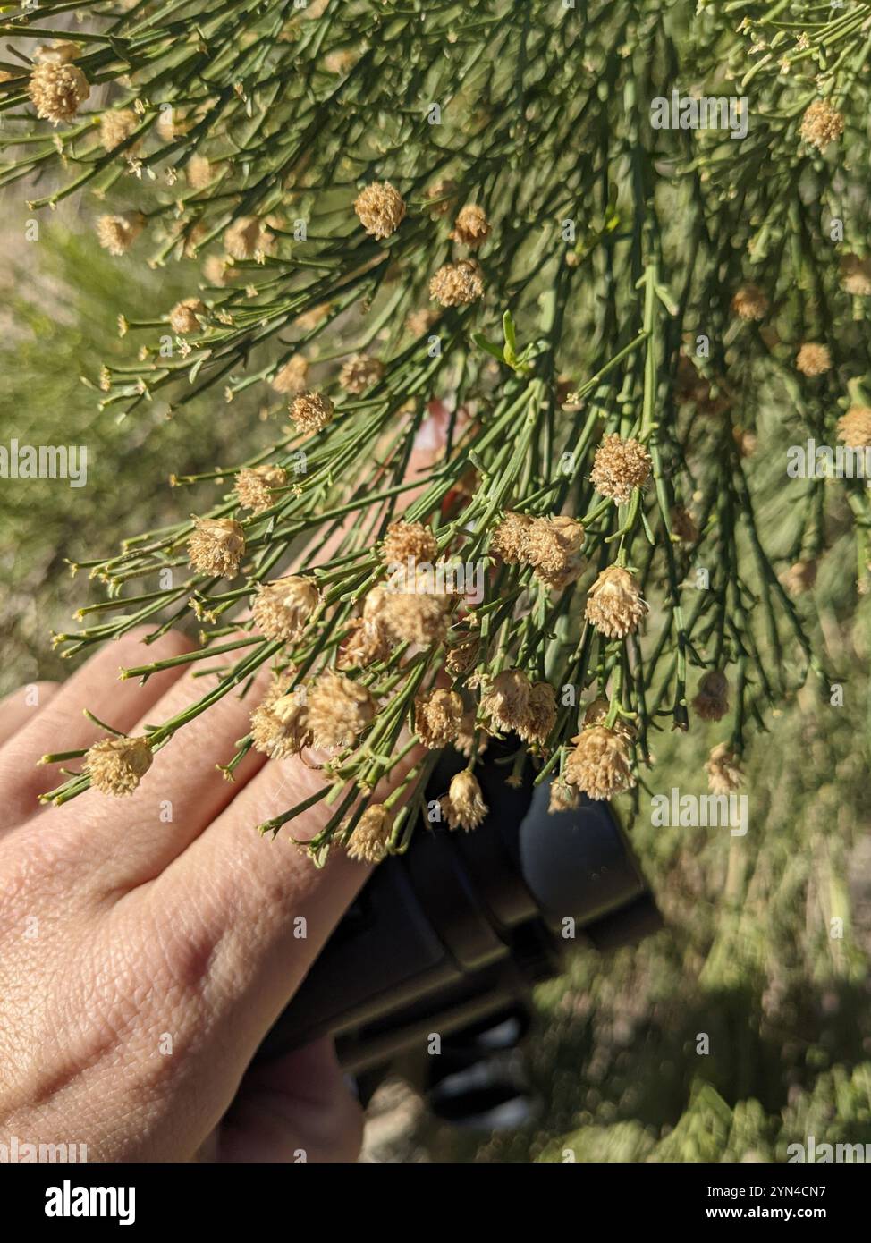 Desert Broom (Baccharis sarothroides Stock Photo - Alamy
