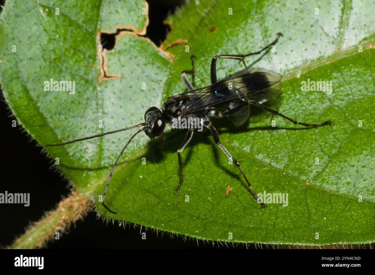 Spider Wasps (Pompilidae Stock Photo - Alamy