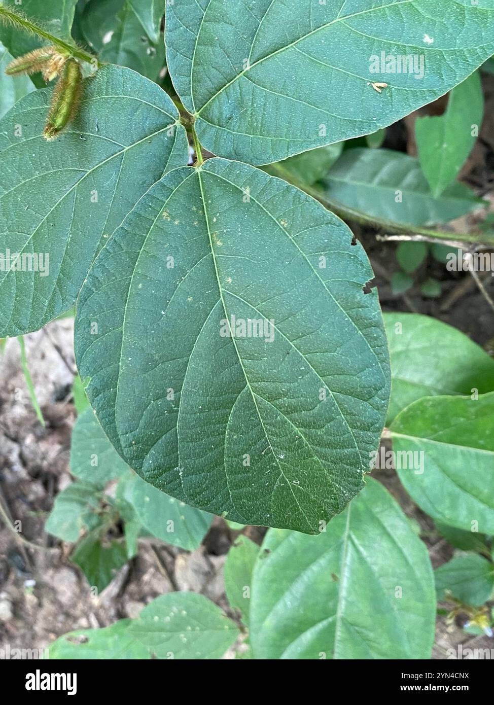 Calopo (Calopogonium mucunoides Stock Photo - Alamy