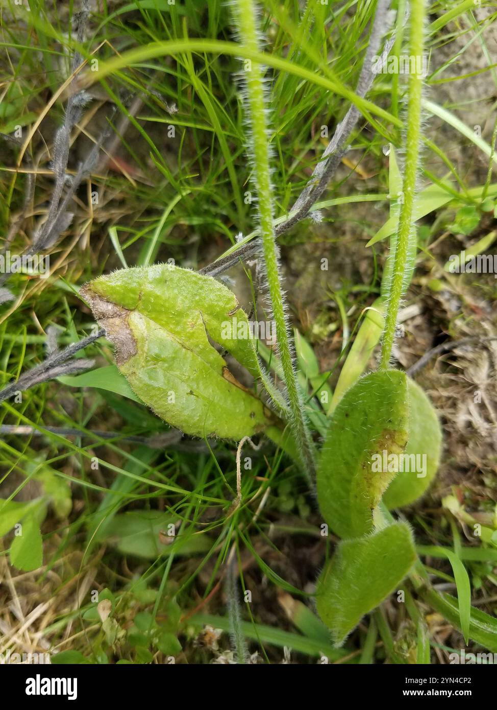 dwarf plantain (Plantago virginica Stock Photo - Alamy
