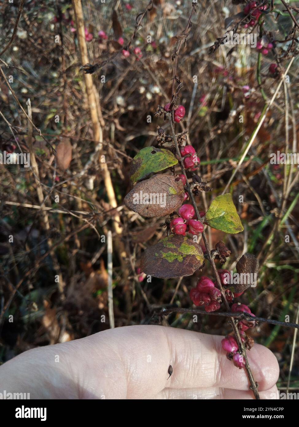 coralberry (Symphoricarpos orbiculatus Stock Photo - Alamy