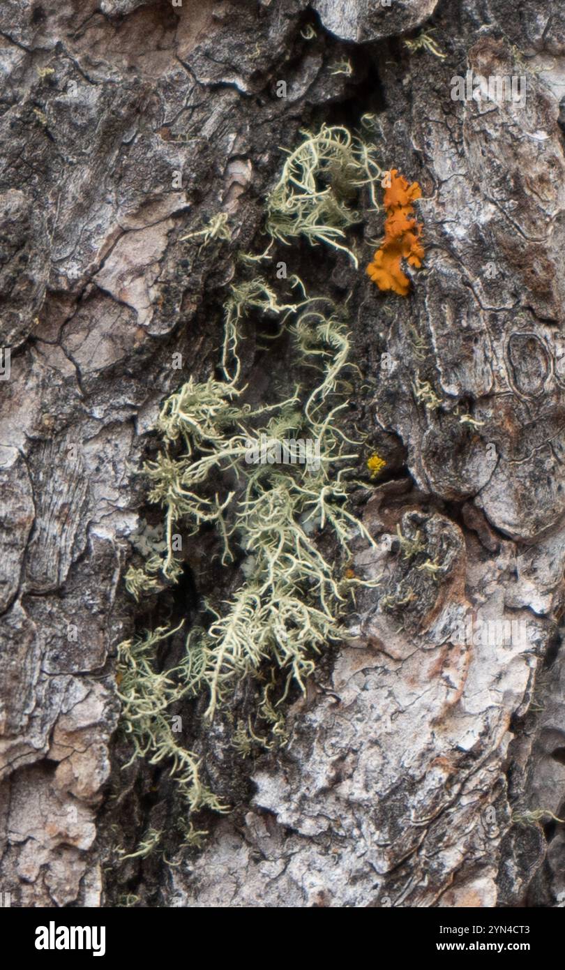 common lichens (Lecanoromycetes Stock Photo - Alamy