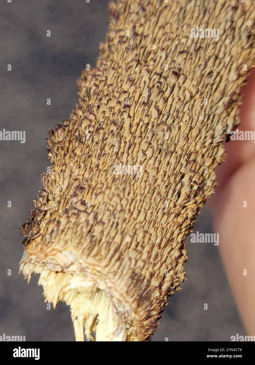 brown-toothed crust fungus (Hydnoporia olivacea Stock Photo - Alamy