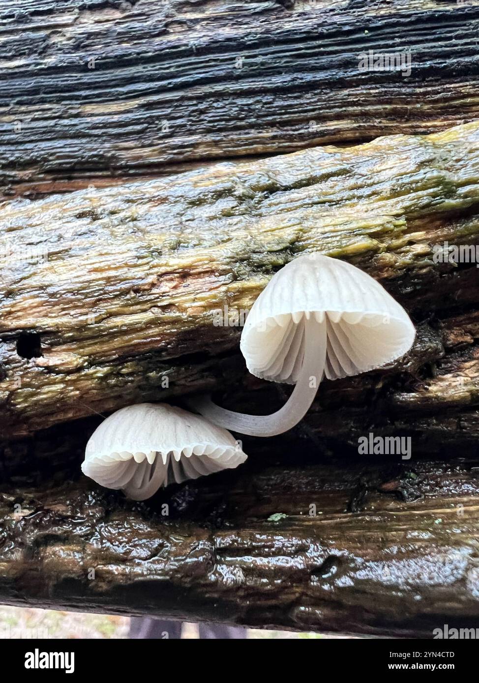 common bonnet (Mycena galericulata Stock Photo - Alamy