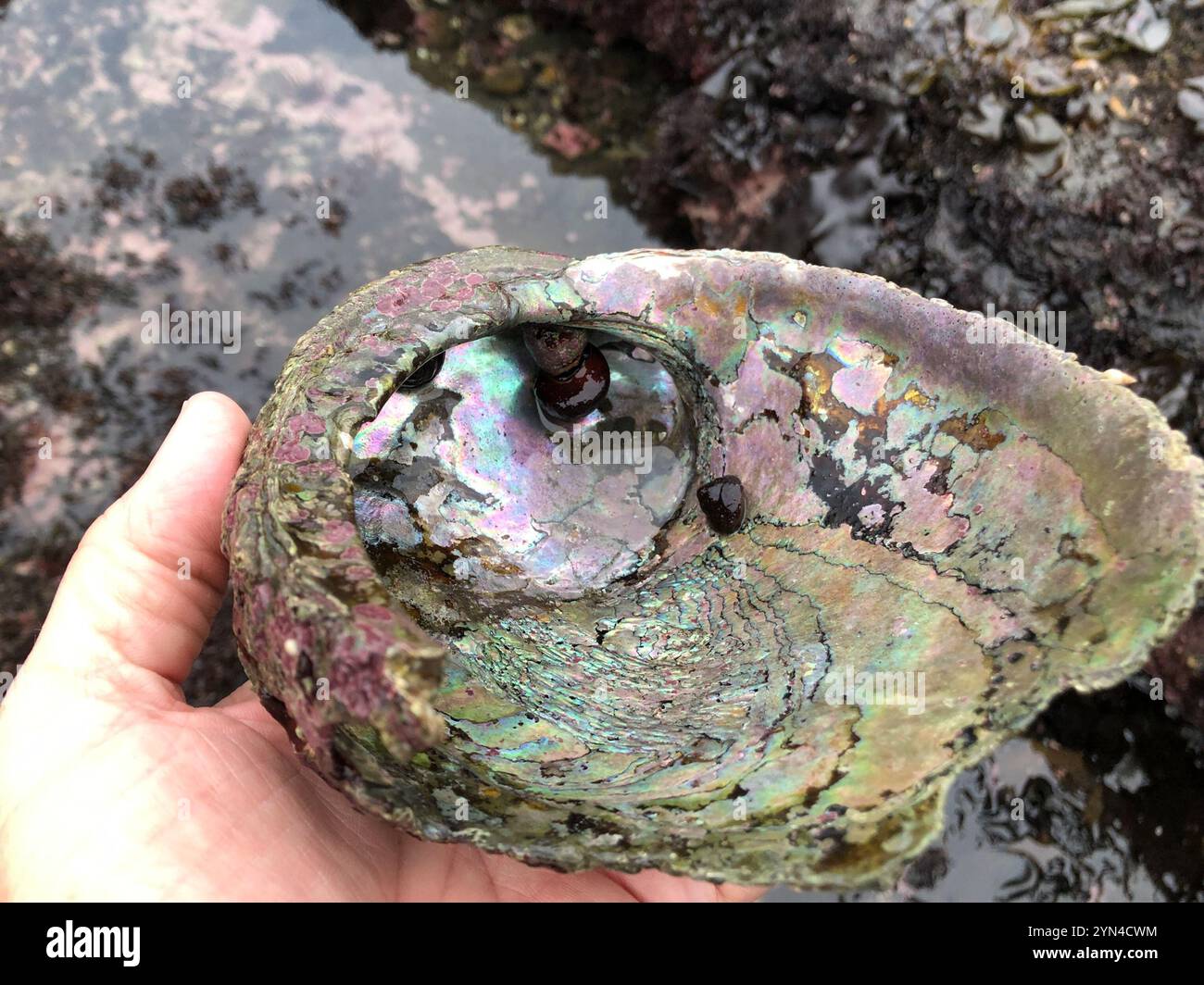 Red Abalone (Haliotis rufescens Stock Photo - Alamy