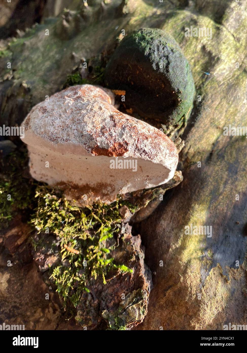 bracket fungi (Polyporaceae Stock Photo - Alamy