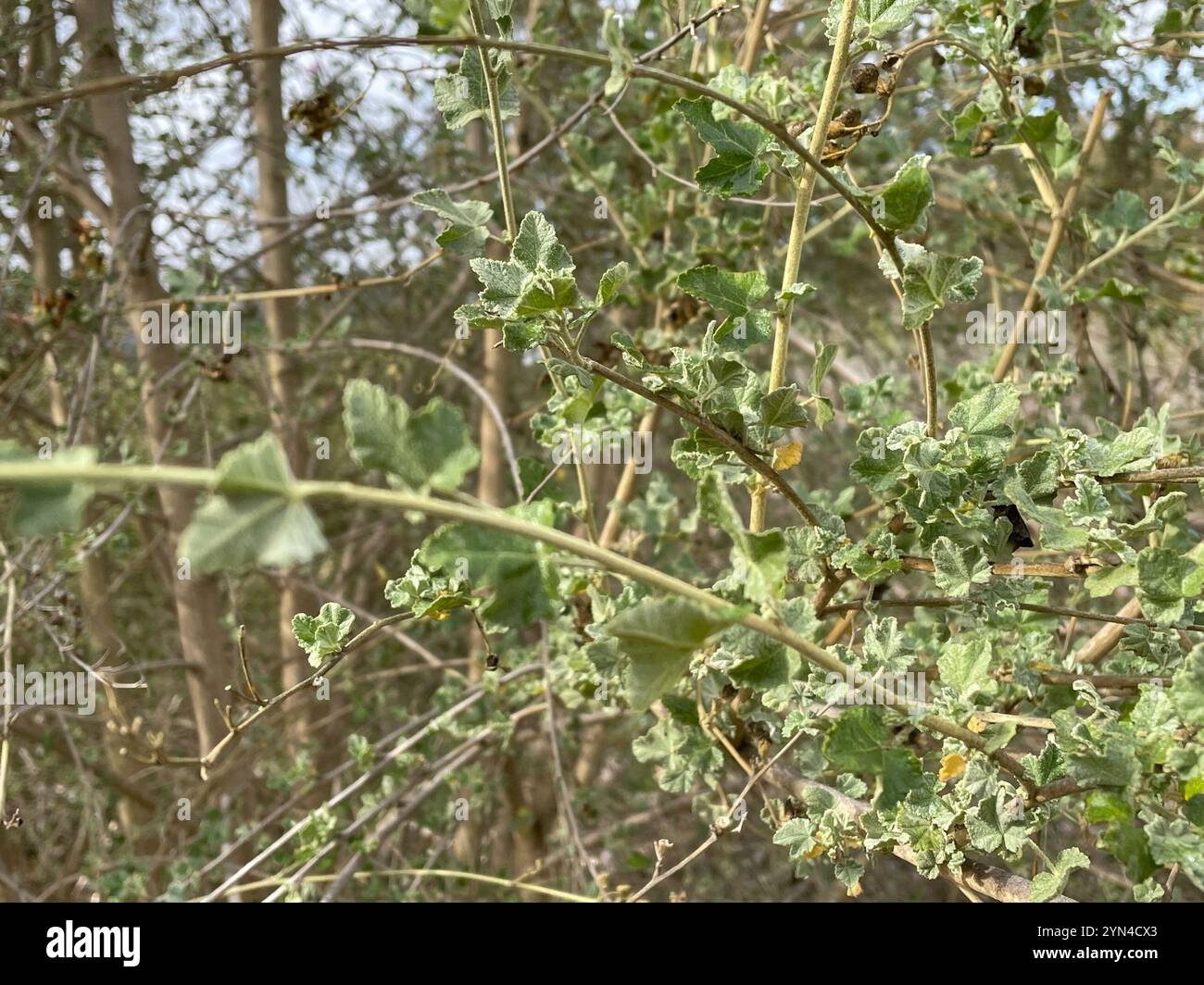 southern coastal bushmallow (Malacothamnus fasciculatus Stock Photo - Alamy