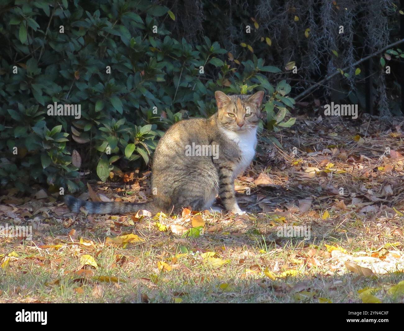Domestic Cat (Felis catus Stock Photo - Alamy