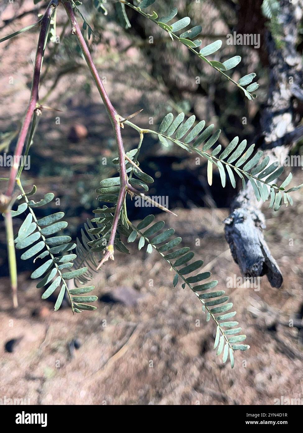 Velvet mesquite hi-res stock photography and images - Alamy