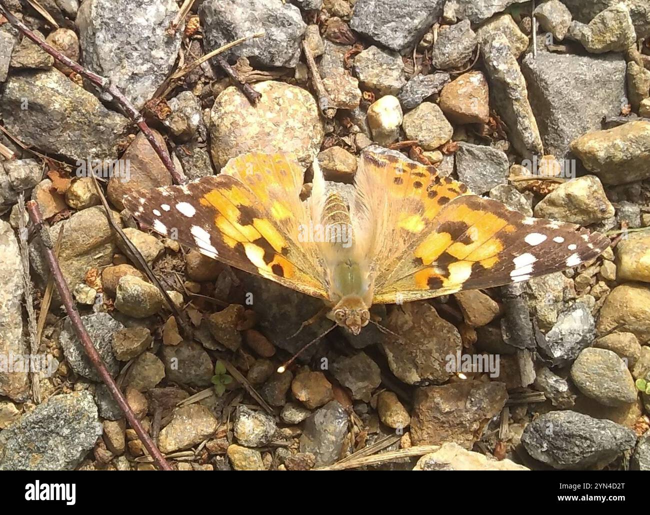Painted Lady (Vanessa cardui Stock Photo - Alamy