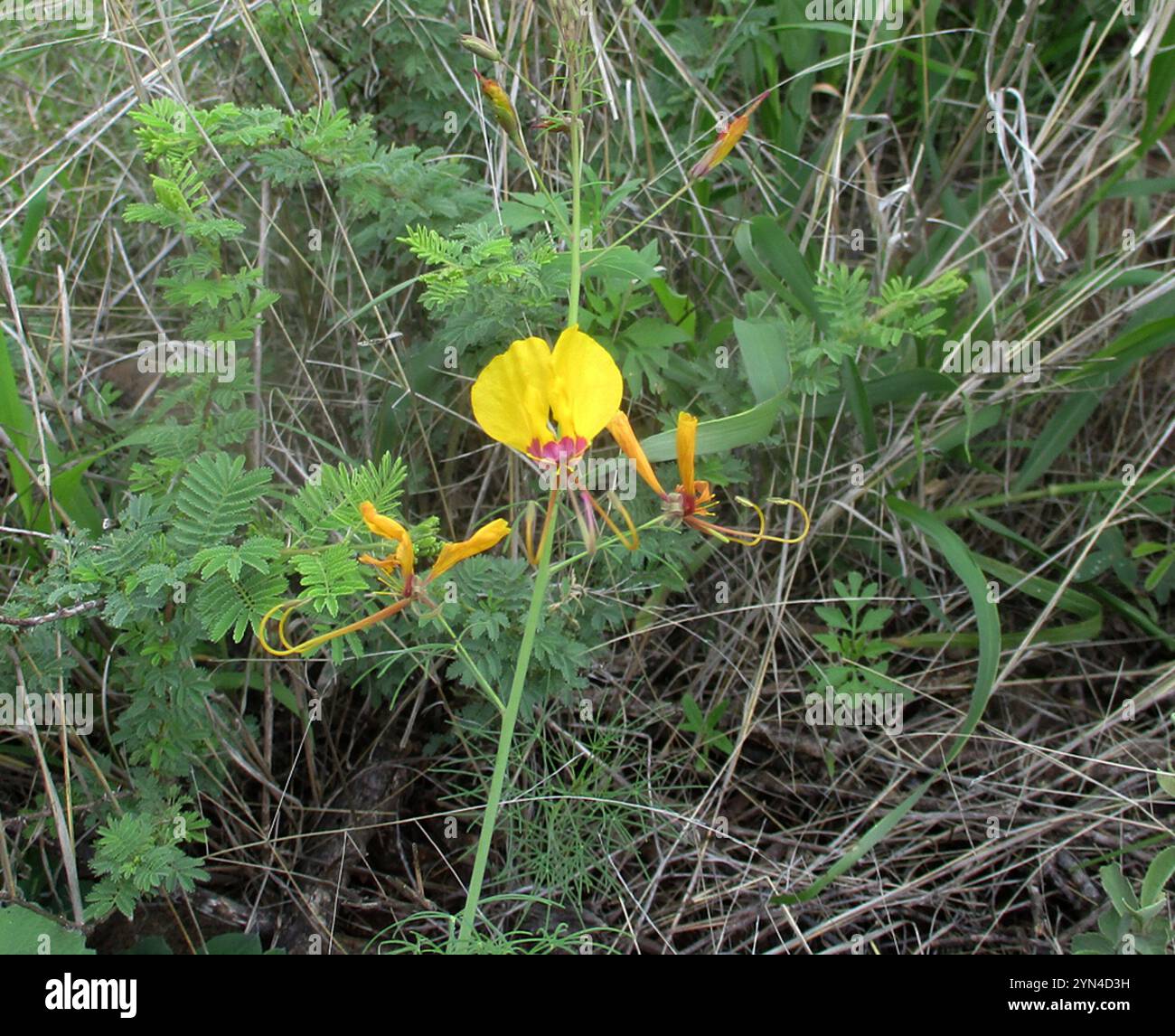 Yellow Mouse Whiskers (Cleome angustifolia Stock Photo - Alamy