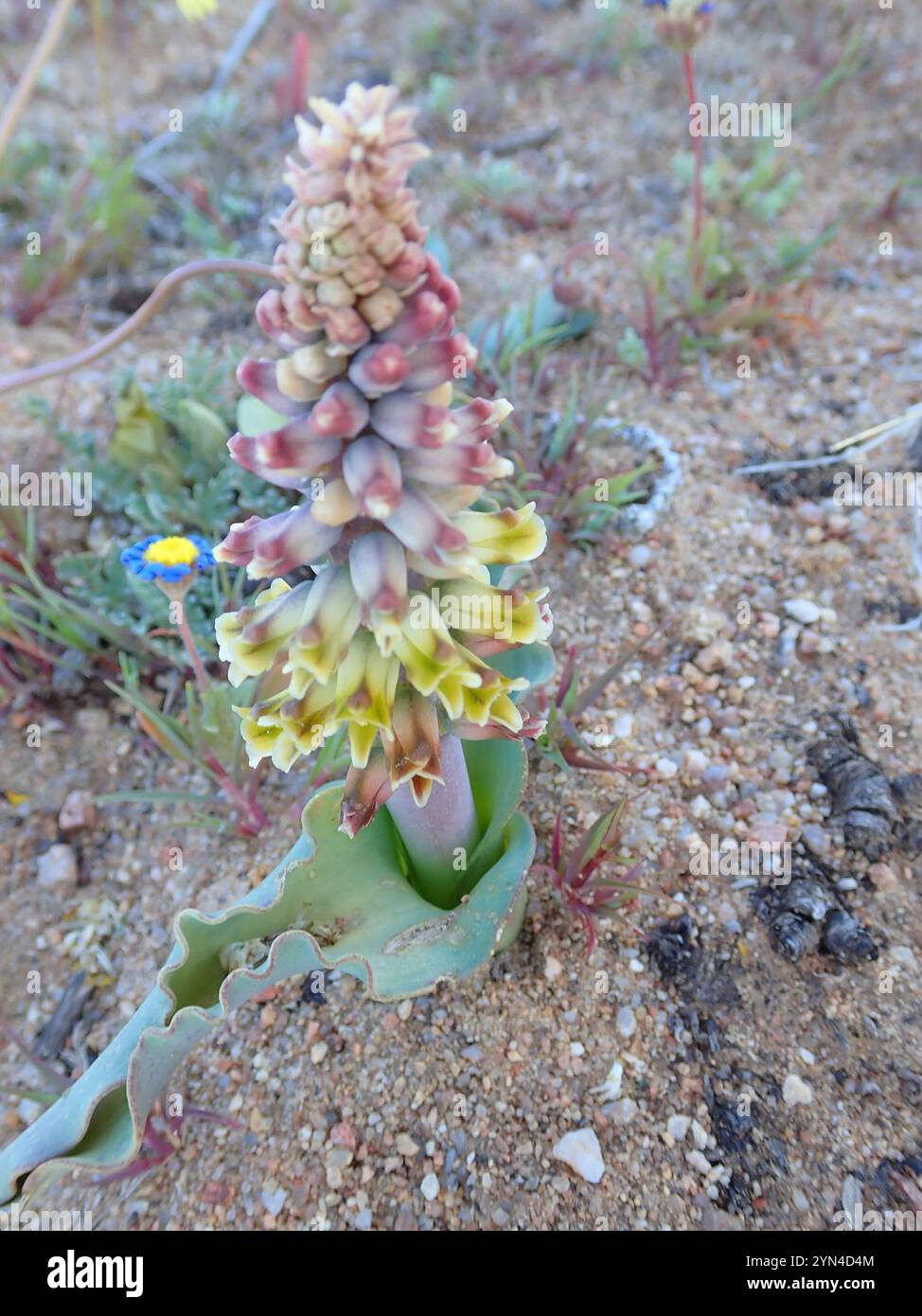 Pied Viooltjie (Lachenalia mutabilis Stock Photo - Alamy