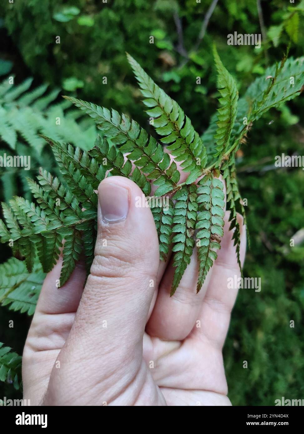 soft shield fern (Polystichum setiferum Stock Photo - Alamy