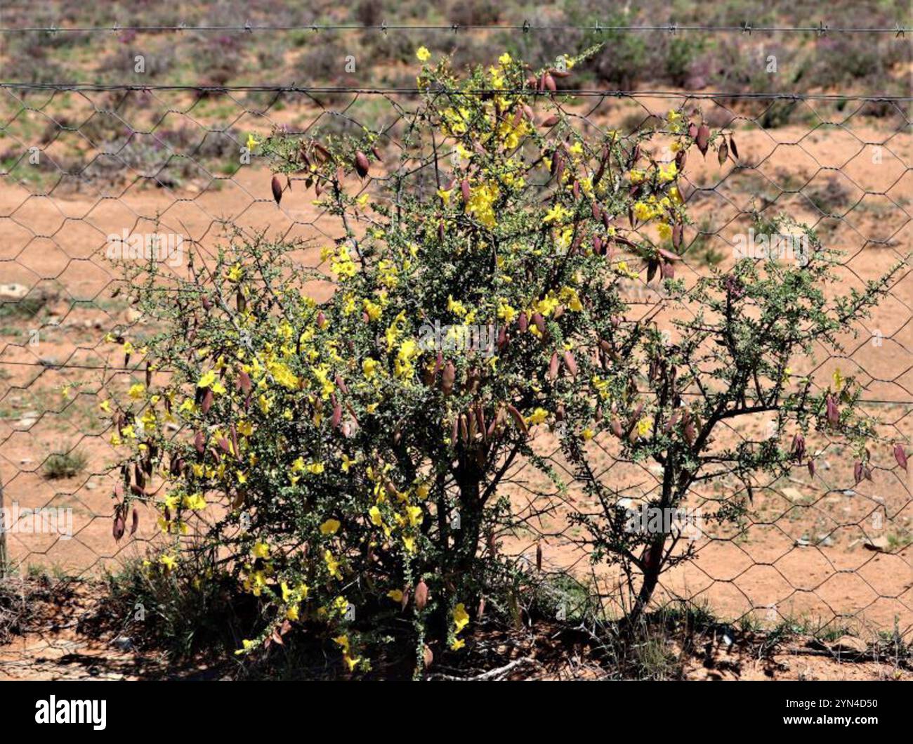 Karoo gold hi-res stock photography and images - Alamy