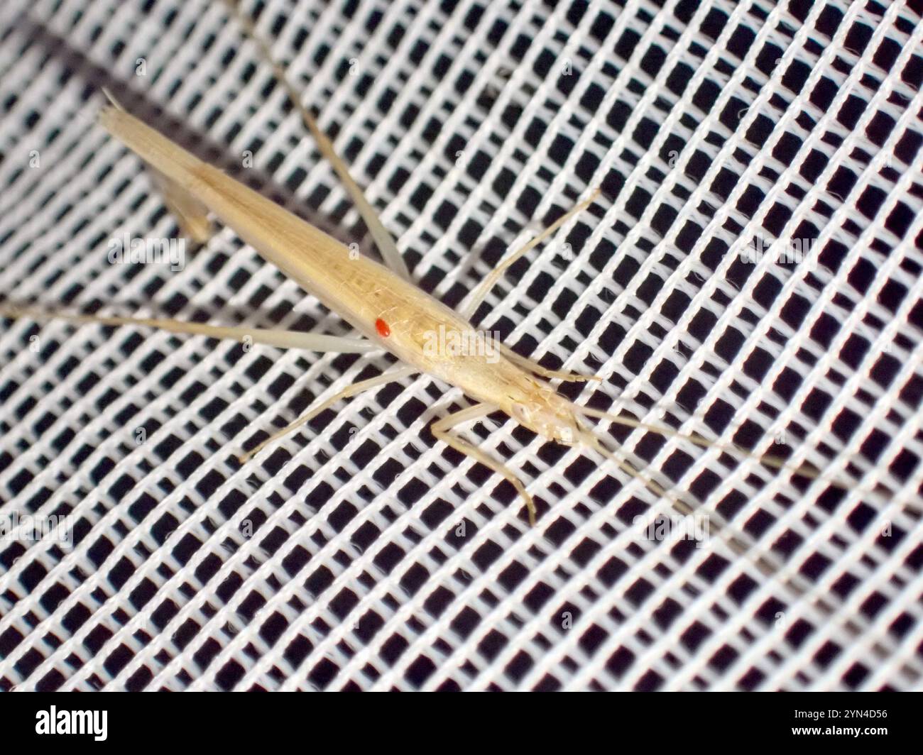 Common Tree Crickets (Oecanthus Stock Photo - Alamy