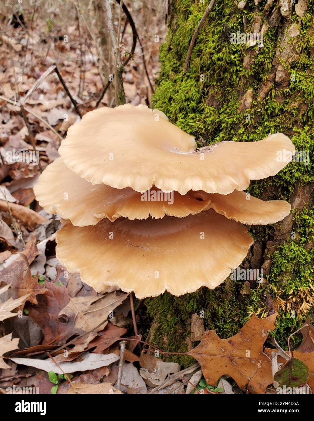 Oyster Mushroom (Pleurotus ostreatus Stock Photo - Alamy