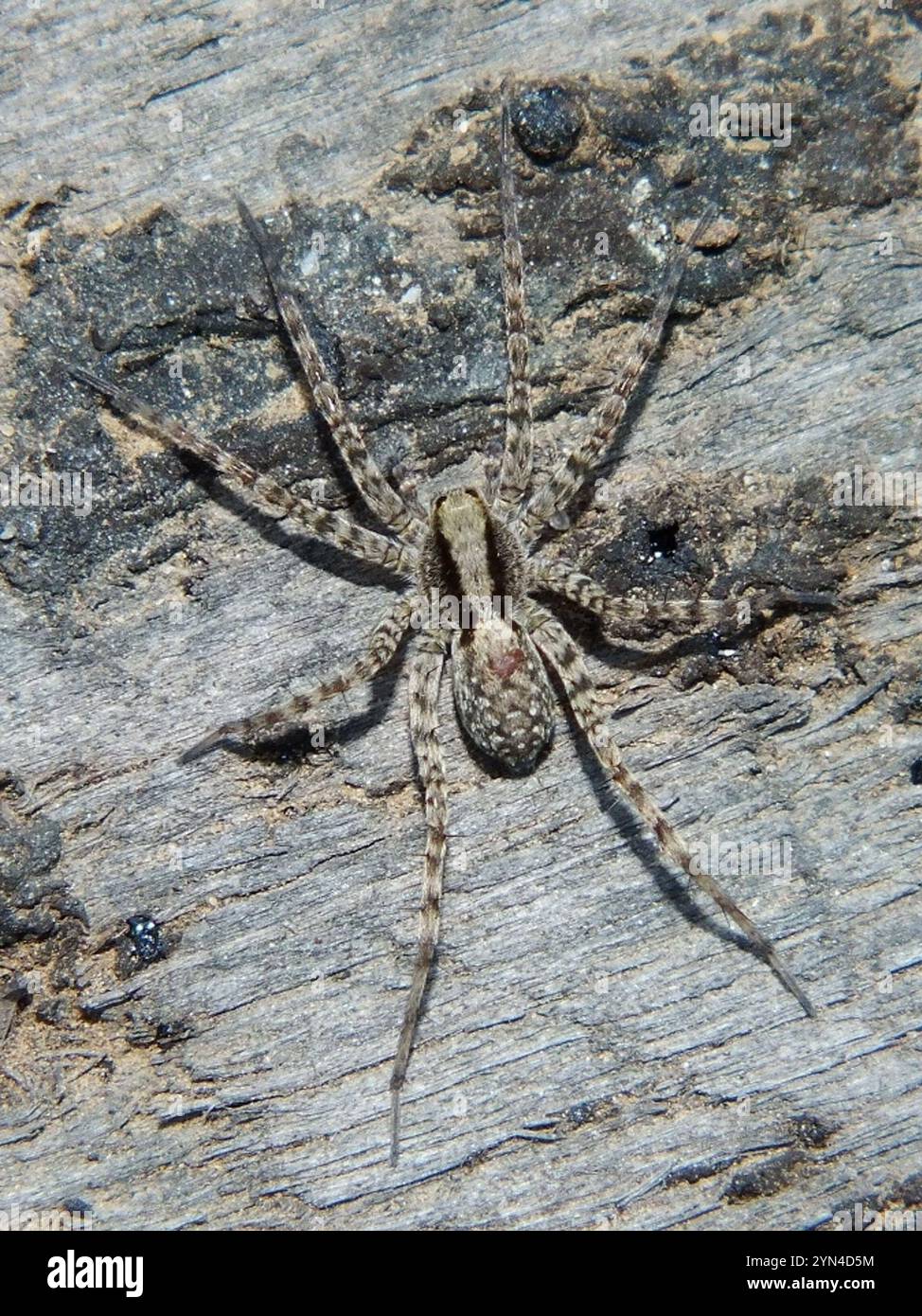 Wolf Spiders (Lycosidae Stock Photo - Alamy